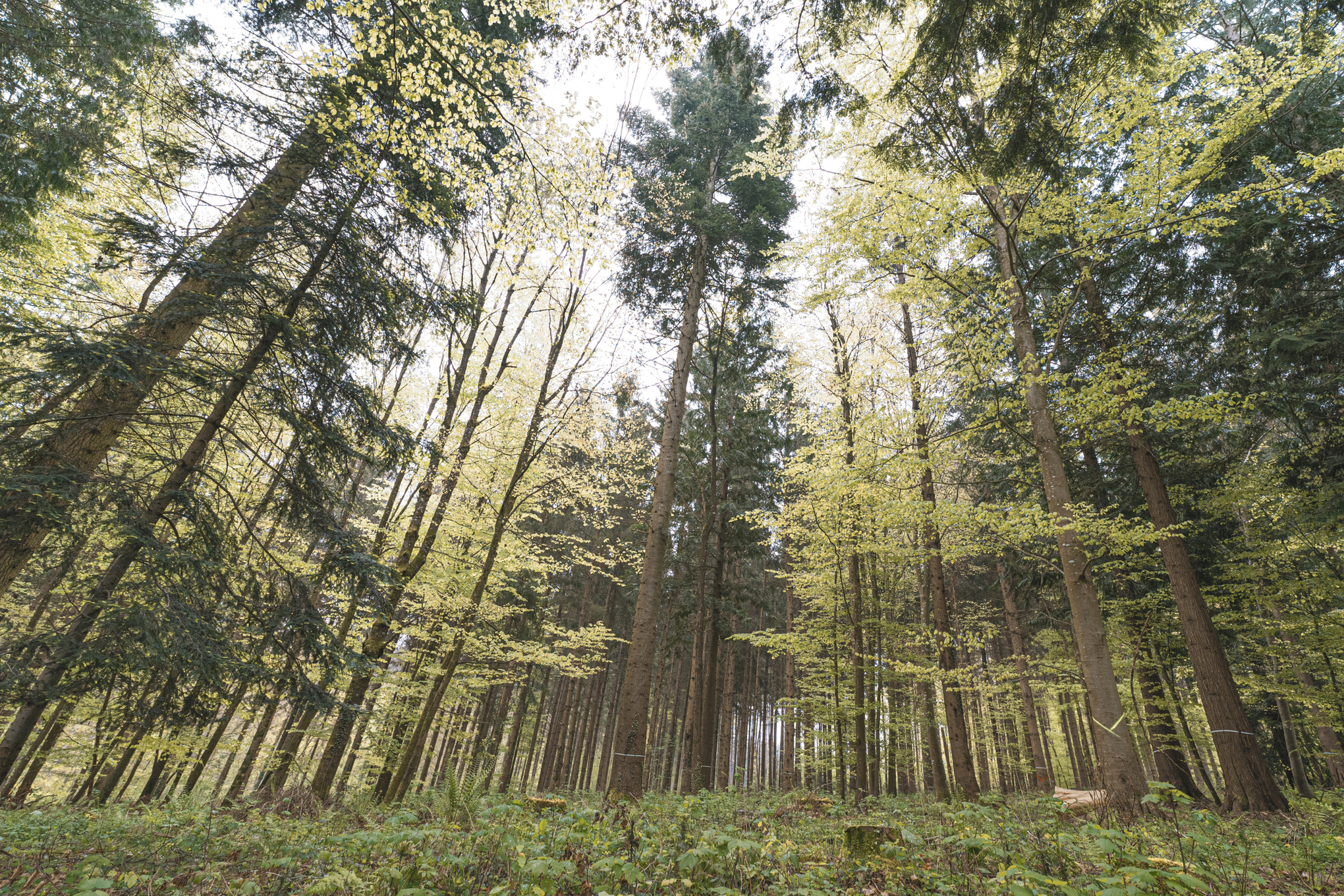 Bosaanpassing: Gezond en Klimaatbestendig Bos Creëren | STIHL